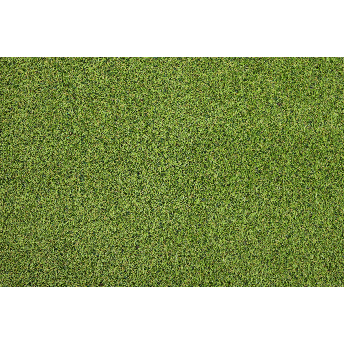 Travní koberec Robina metrážní